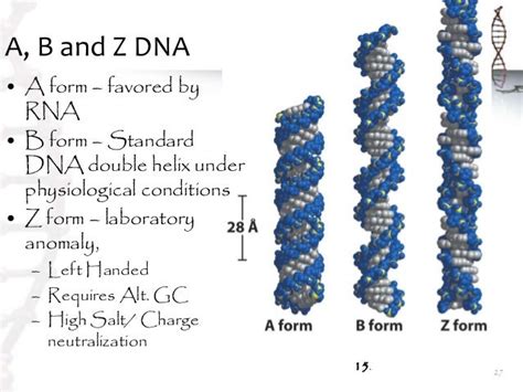 B Sc Biotech I Fob Unit 2 Gene Dna And Rna