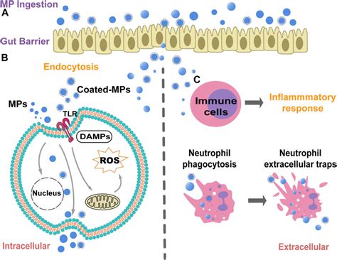 Frontiers Impacts Of Microplastics On Immunity