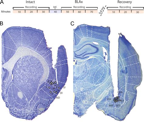 Inactivation Of Basolateral Amygdala Specifically Eliminates