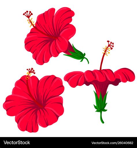 Drawing Hibiscus Flowers Royalty Free Vector Image