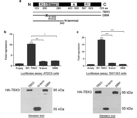 The Dna Binding And Repression Domains Of The Tbx3 Protein Are Required