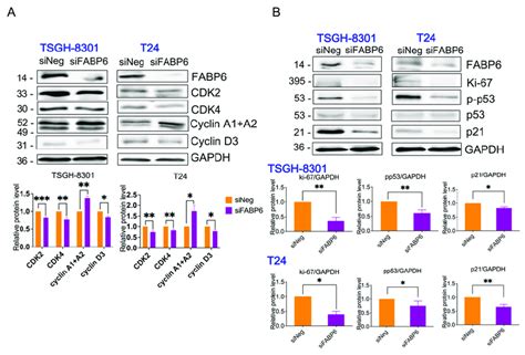 Effects Of Fabp6 Inhibition On Cell Cycle Related Protein Expression