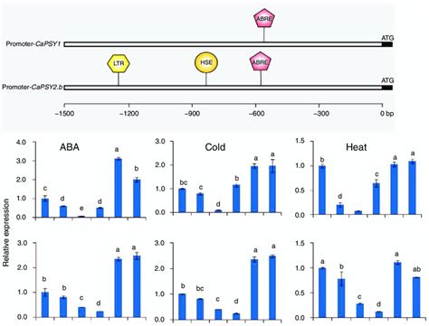 Cis Acting Elements And Expression Levels Of Capsy Genes In Response To