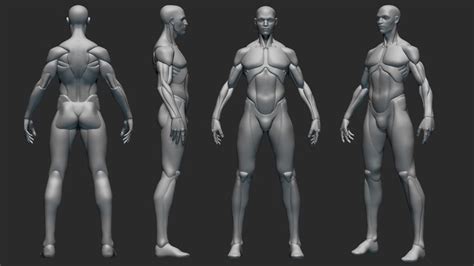 Artstation Stylized Male Anatomy Base Mesh Resources Stylized