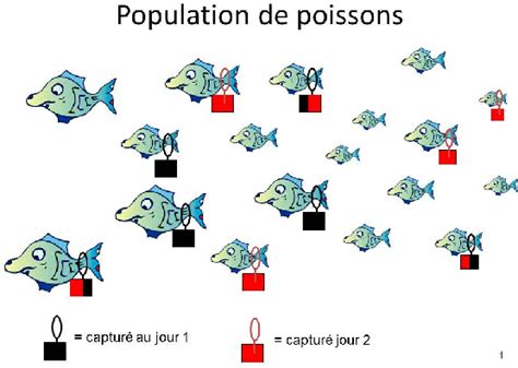 Figure 1 From Théorie Et Applications Des Modèles De Capture Recapture