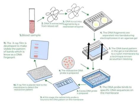 Dna Fingerprinting Steps And Applications • Microbe Online