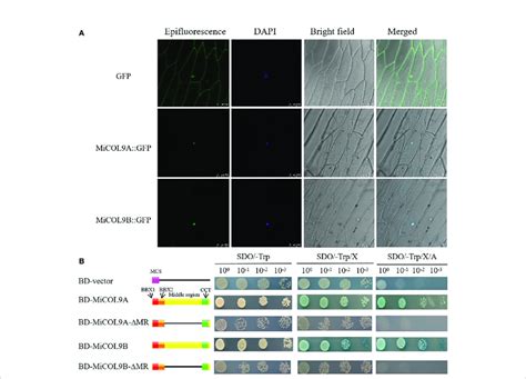 A Subcellular Localization Scale Bars 100 µm B Transcriptional