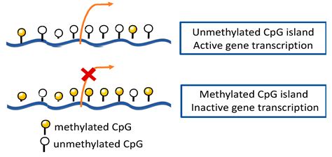 Dna Methylation Based Testing In Liquid Biopsies As Detection And