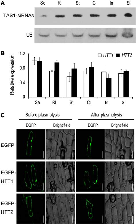 Spatial And Temporal Expression Patterns And Subcellular Localization
