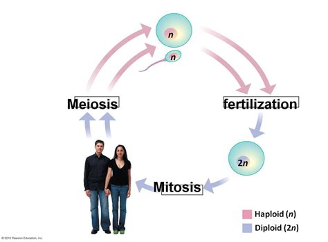 week 5 mitosis meiosis at the ohio state university