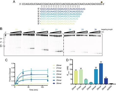 Figures And Data In Rna Dependent Rna Targeting By Crispr Cas9 Elife