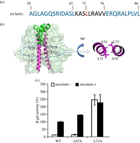 Analysis Of The Role Of The α1 Helix During Signal Transduction A
