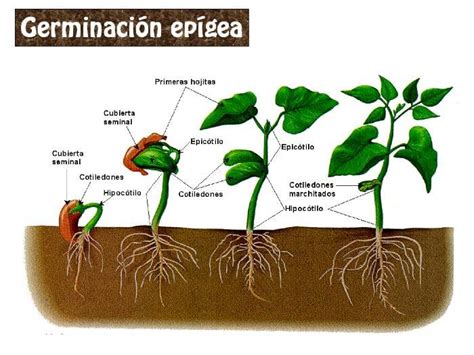 Crecimiento Vegetativo En Cultivo De Tierra