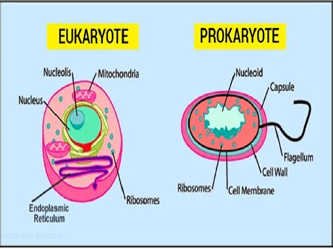 Prokaryote Vs Eukaryote Diagram