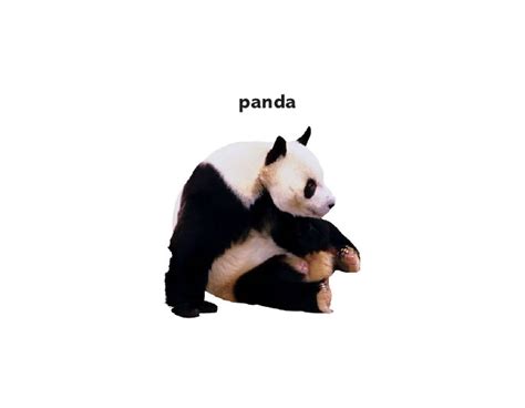 panda noun definition pictures pronunciation and usage notes