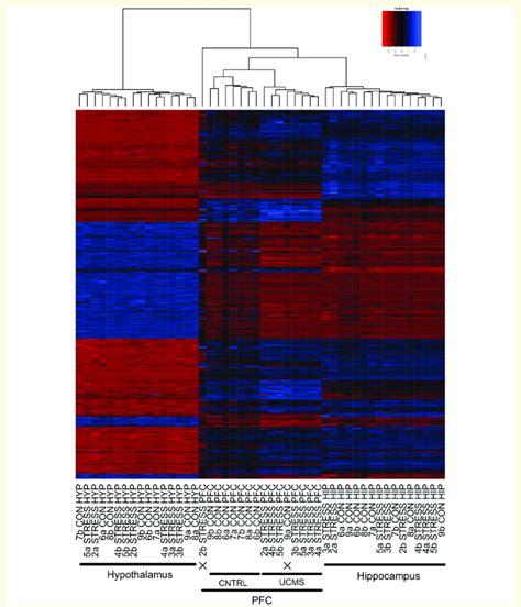 Heatmap Of Cluster Analysis Based On The Top 500 Variable Genes Adult