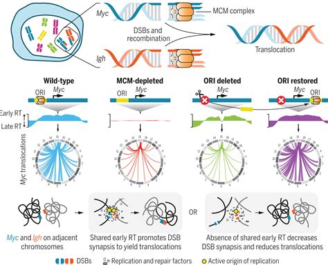 Dna Replication Timing Directly Regulates The Frequency Of Oncogenic