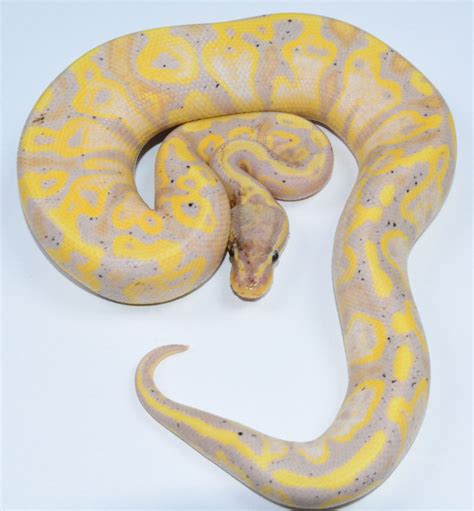 banana het piebald poss pastel ball pythons