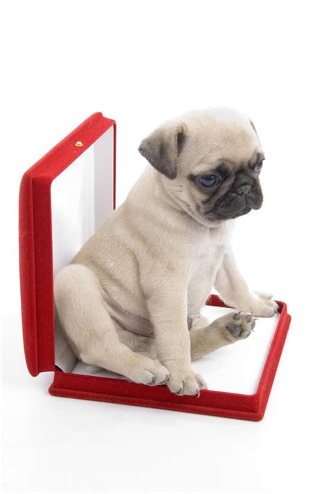 Filhote De Cachorro Bonito Na Caixa Da Colar Foto De Stock Imagem De