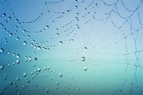 Morning Drop Of Water Moist Blue Wet Cobweb Drip Abstract Web