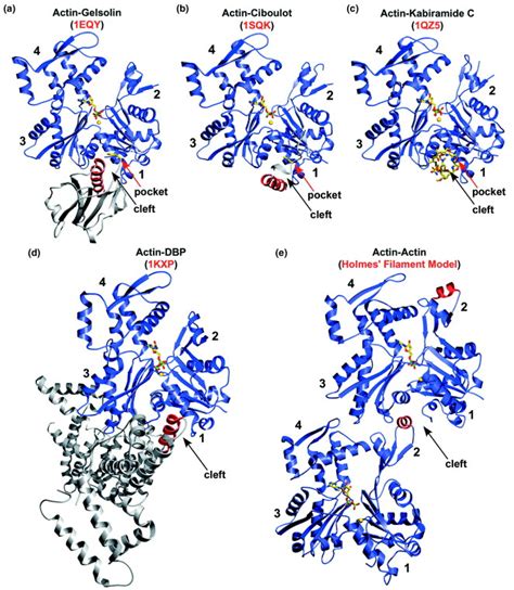 Actin Binding Proteins A Unifying Hypothesis Trends In Biochemical