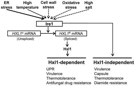 The Proposed Role Of The Upr Pathway As Core Stress Response To Various