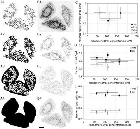 Cytoplasmic And Mitochondrial Fractions Of Drp1 In The Cell The