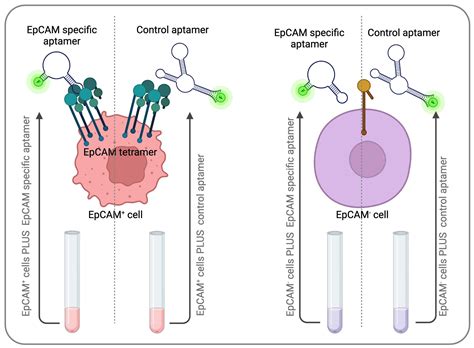 A Flow Cytometry Based Cell Surface Protein Binding Assay For Assessing