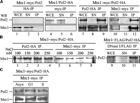 Mrc1 And Dna Polymerase ɛ Function Together In Linking Dna Replication