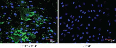 The Mrna And Protein Expression Of Surface Markers In Wj Msc A The