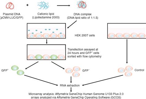 Microarray Analysis Of Gene Expression Profiles In Cells Transfected