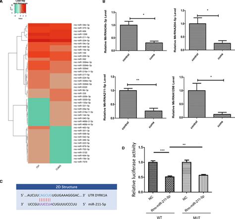 Mirna Expression Profiles Of Ca1 Tissue And Validation Of Target Genes