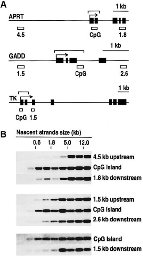 Replication Of Cpg Islands Relative To Their Flanking Regions A