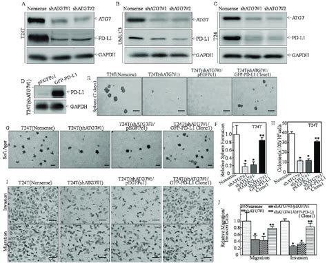Pd L1 Acted As An Atg7 Downstream Mediator Being Responsible For