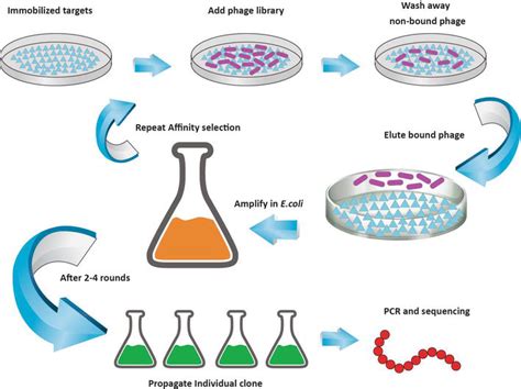 Targeting Peptides Derived From Phage Display For Clinical Imaging