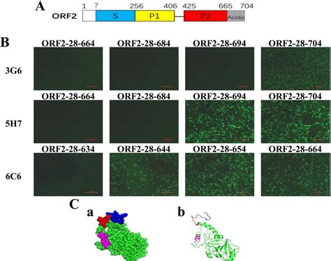 Mapping The B Cell Epitopes In Orf2 Recognized By The Mabs A Schematic