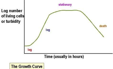 Bacterial Growth Curve Phases And Significance Learn Microbiology Online