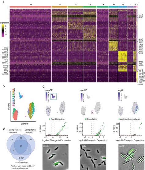 Scrna Seq Analysis Reveals Known And Novel States In B Subtilis 158 A