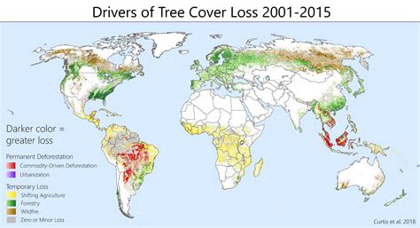 Global Forest Loss Whos In The Drivers Seat One Earth