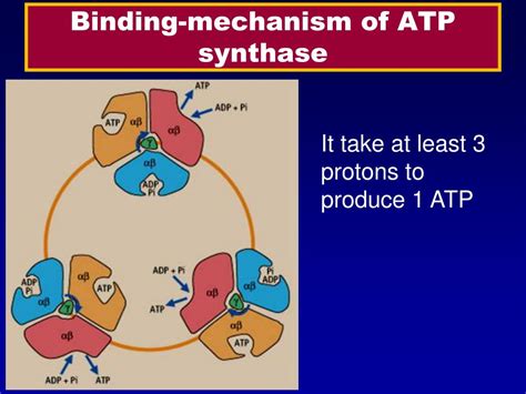 Ppt Electron Transport Chain Oxidative Phosphorylation Powerpoint