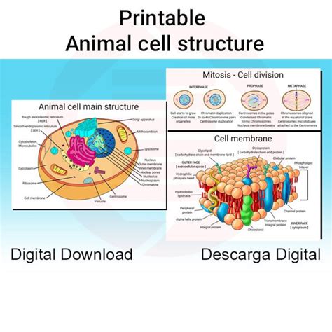 Image result for Animal Cell Structure and Function