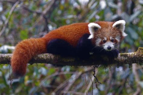 Image result for Red Panda Channel