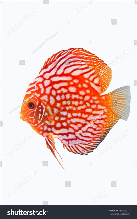 Image result for Checkerboard Discus