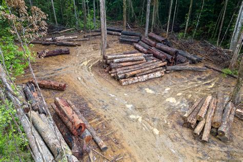 Image result for Selective Logging