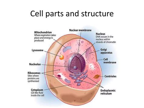 Image result for Animal Cell Structure and Function