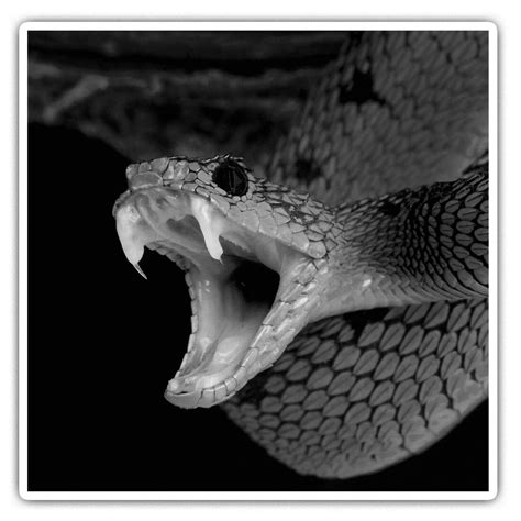 Image result for ASP Snake Fangs