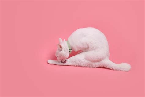 Image result for Back Cat Yoga