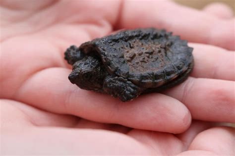 Image result for Cute Snapping Turtle