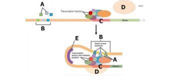 Image result for Distal Control Elements
