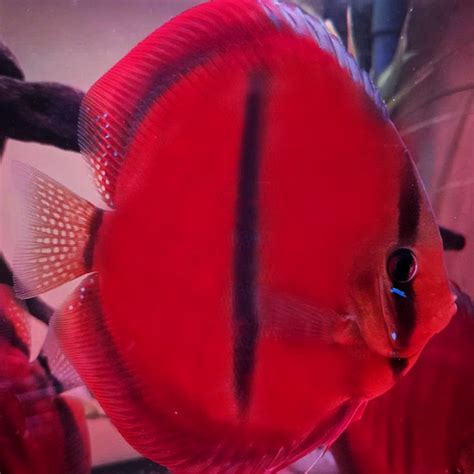 Image result for Red Discus Fish